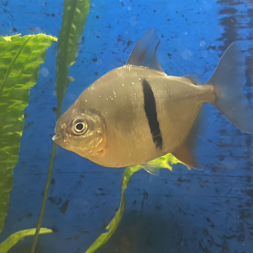 Милеус Шомбургка (ленточный)