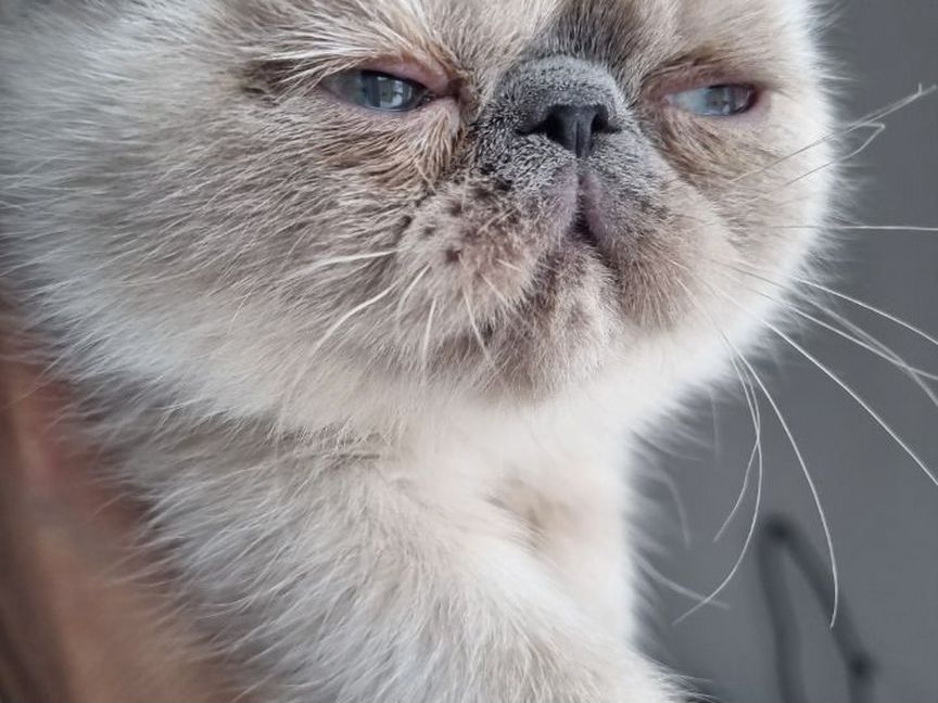 Котёнок экзотический (экзот)