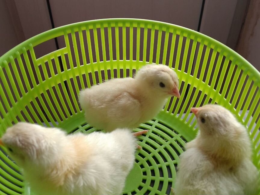 Цыплята суточные минимясные