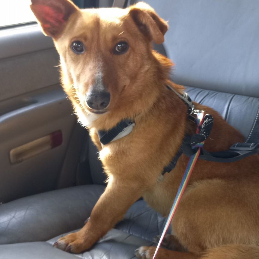 Щенок в добрые руки