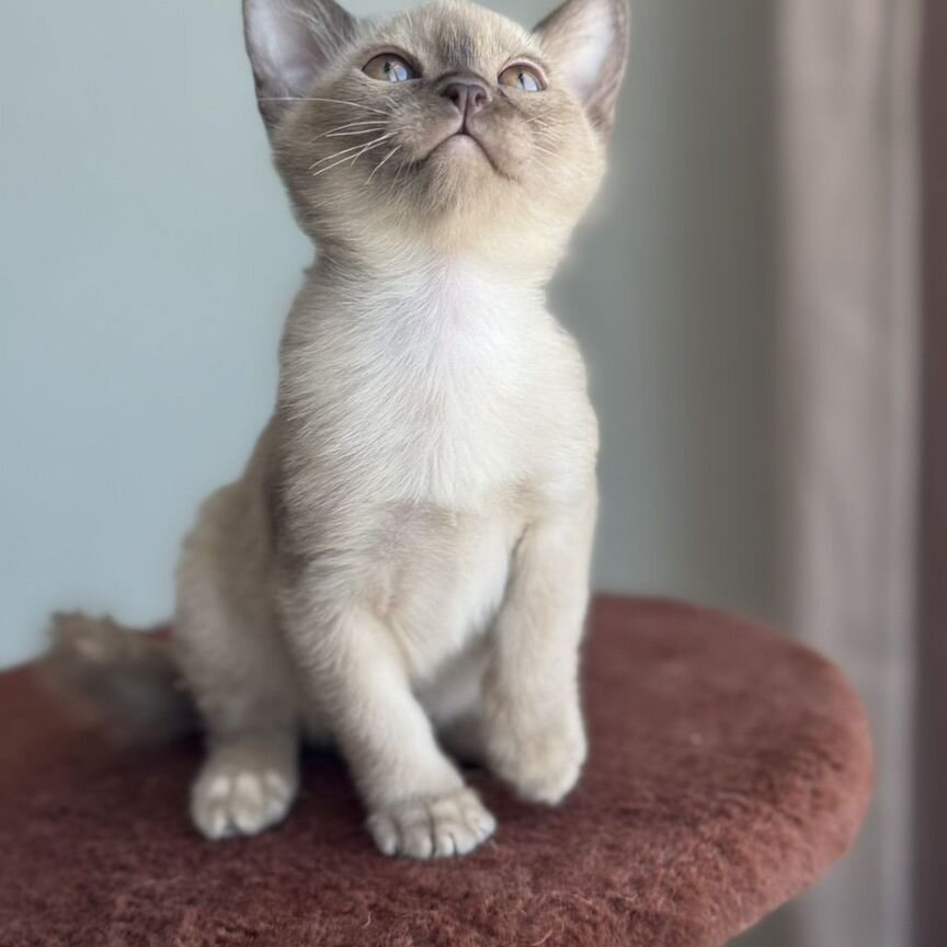 Бурманские котята