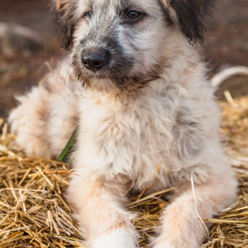 Щенок -мальчик