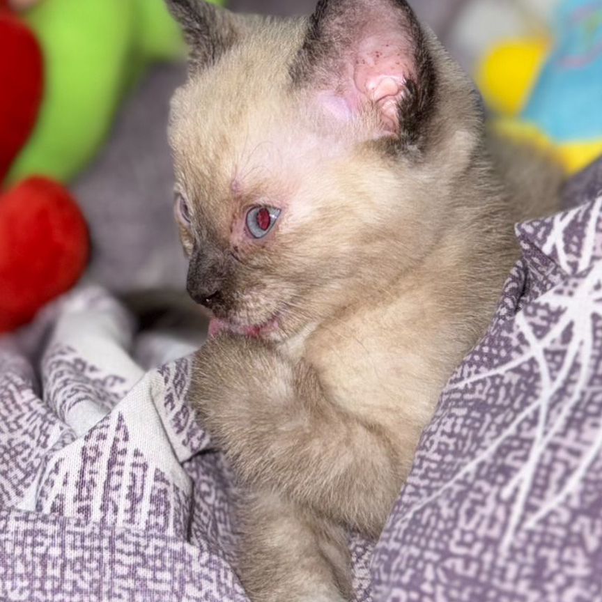 Сиамский котёнок