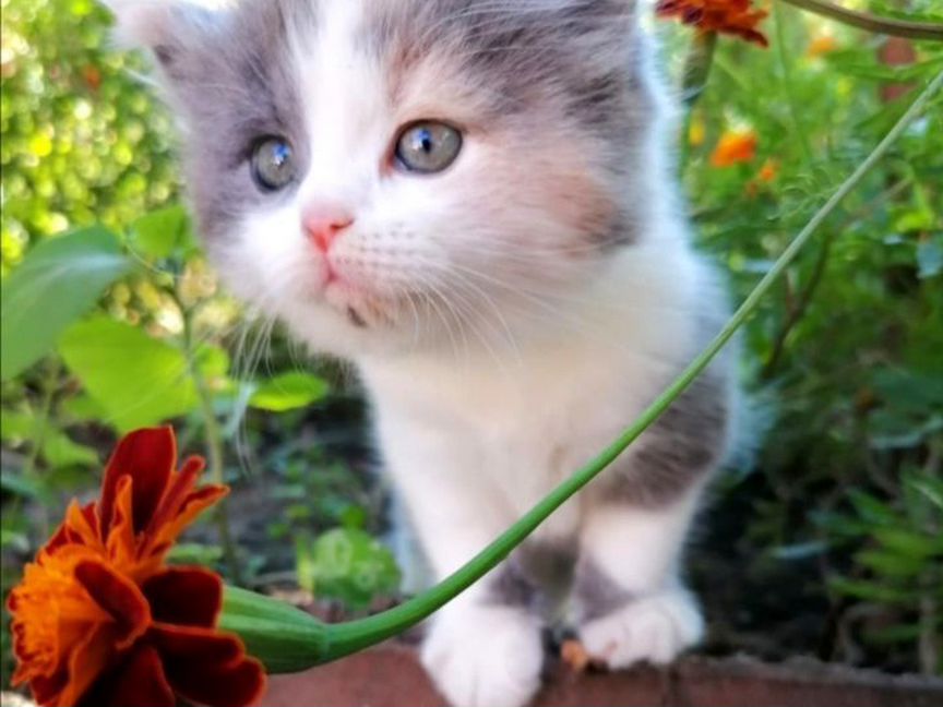 Котята в добрые руки бесплатно