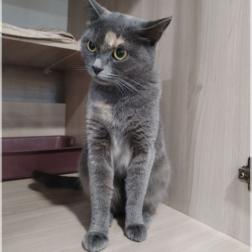 Британская короткошёрстная, взрослая кошка