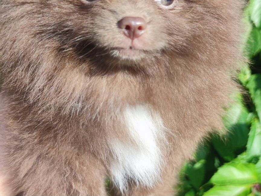 Померанский шпиц шоколадная красавица