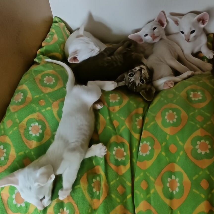 Ориентальный котёнок