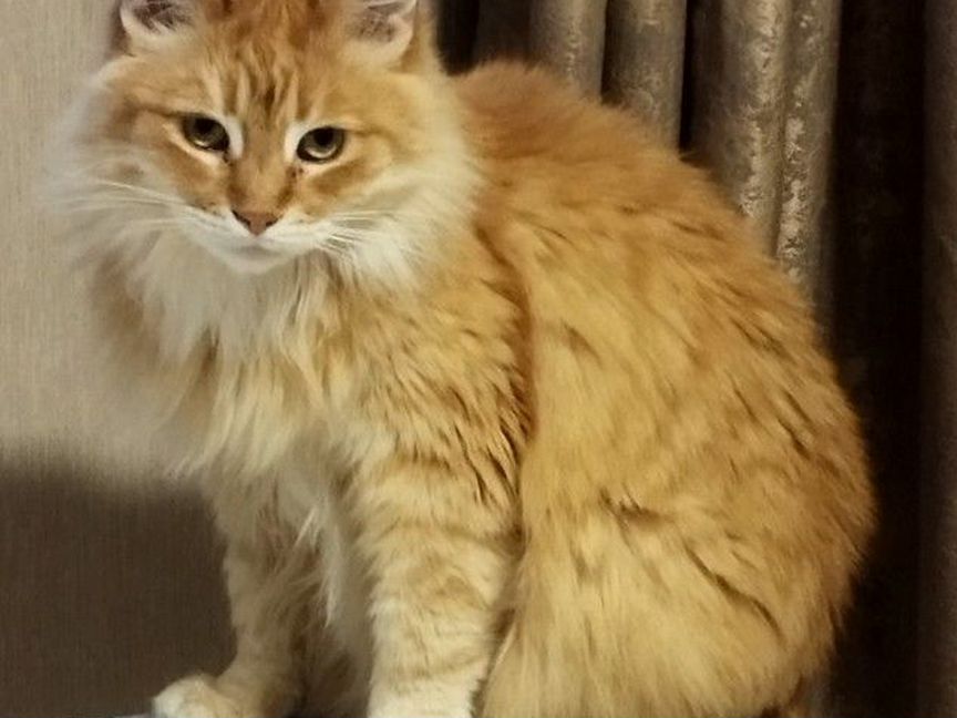 Кошка Молли