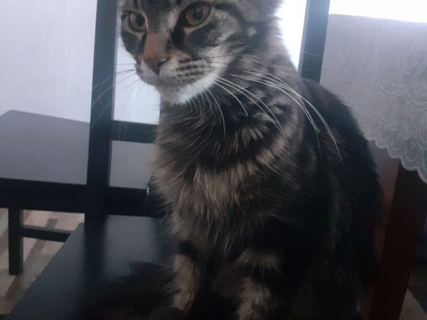 Мейн-кун(смесь)