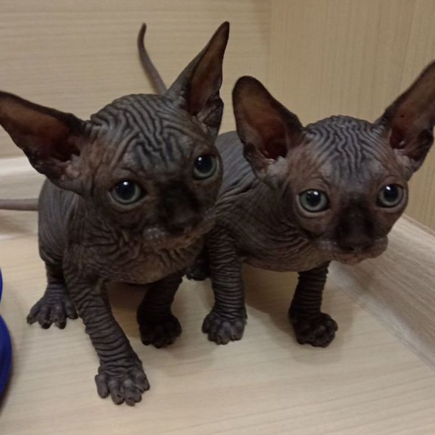 Канадский сфинкс. Котята