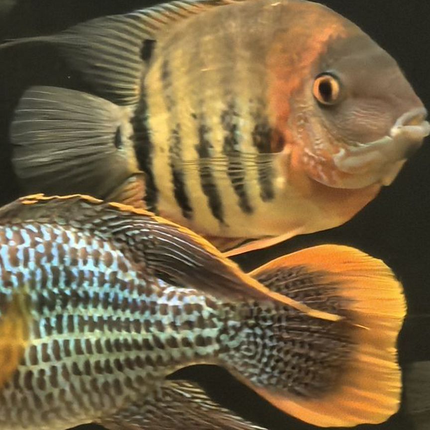 Американские цихлиды