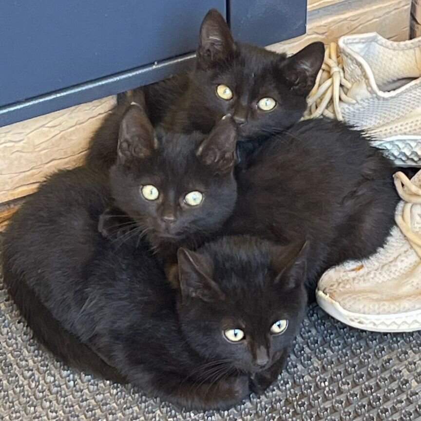 Подкинули котенков