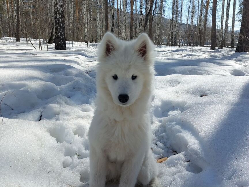 Самоедская лайка щенки