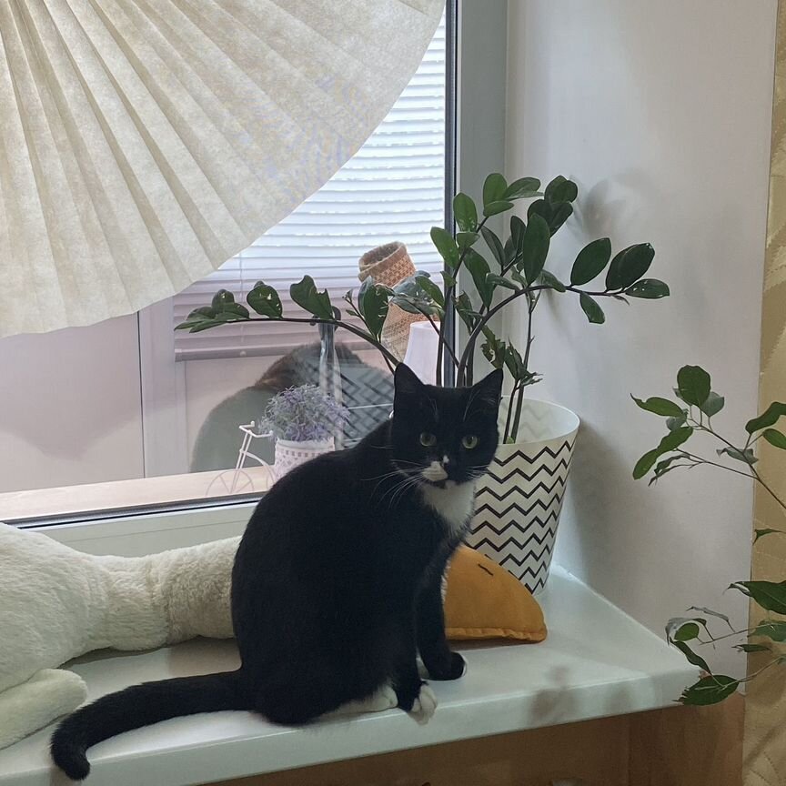 Котик Тишка