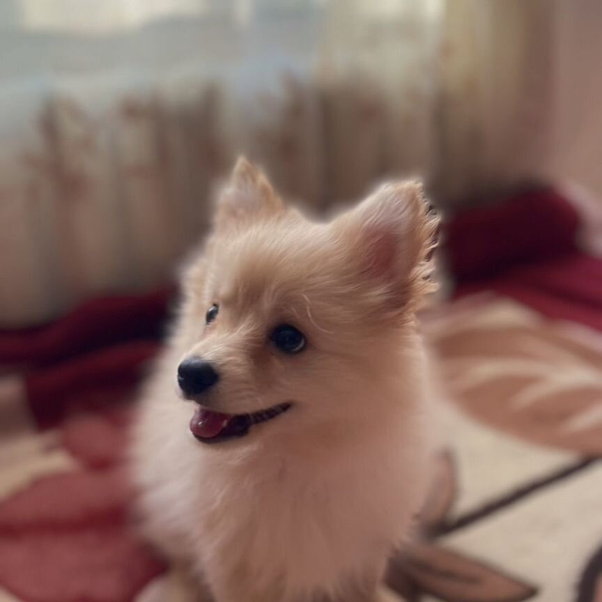 Шпиц