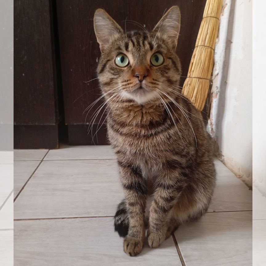 Взрослый кот в добрые руки