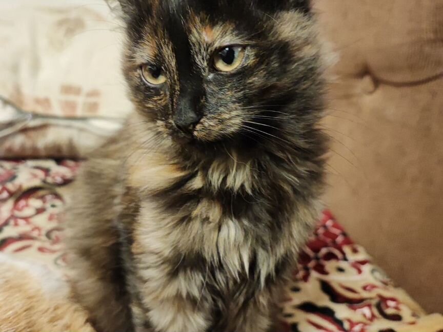 Кошечка в добрые руки