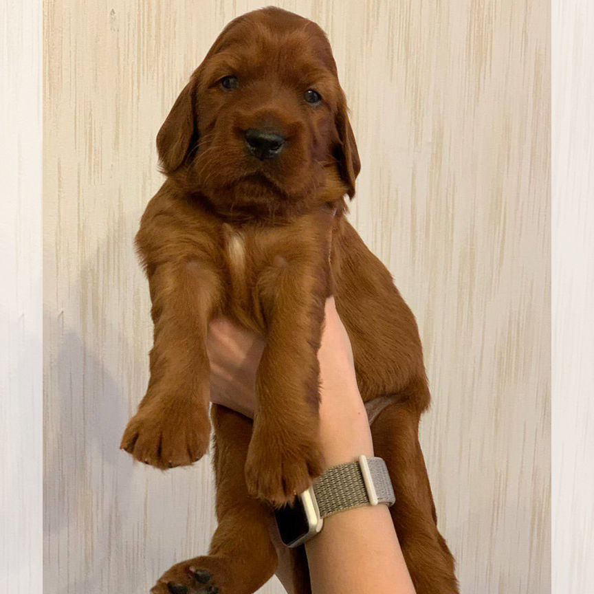 Ирландский сеттер, щенок