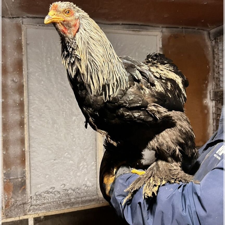 Молодые петушки брама