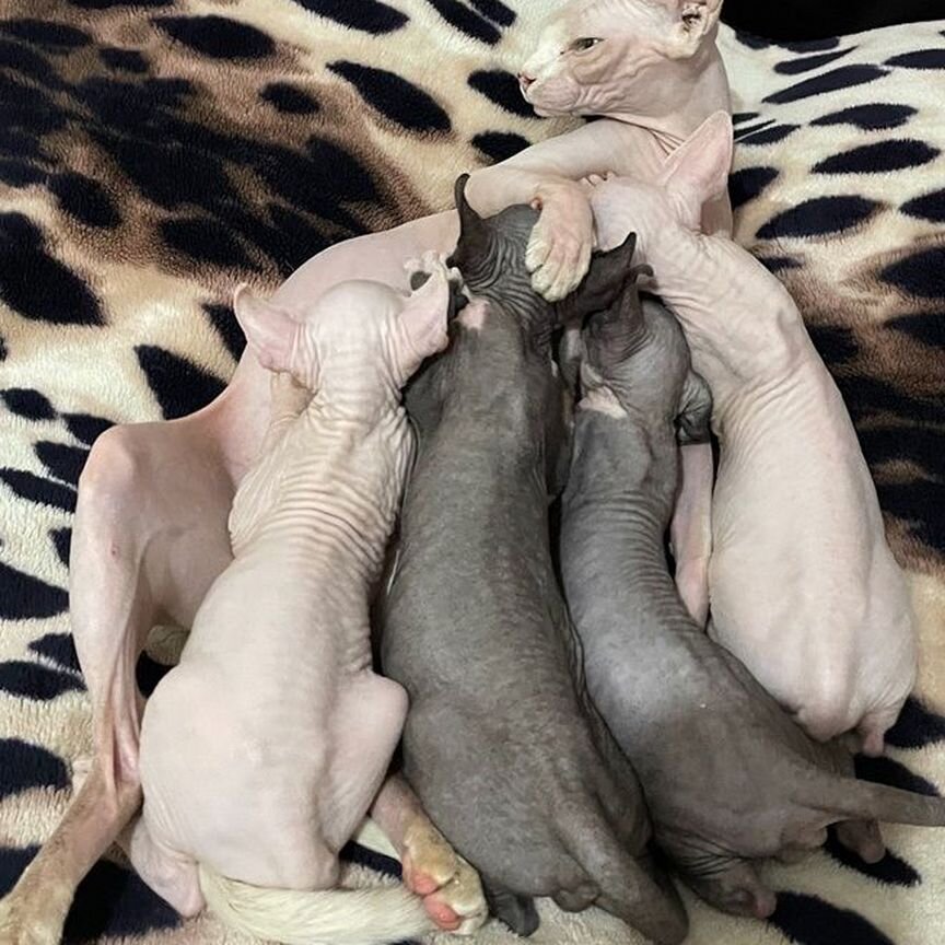 Канадский сфинкс эльф котята