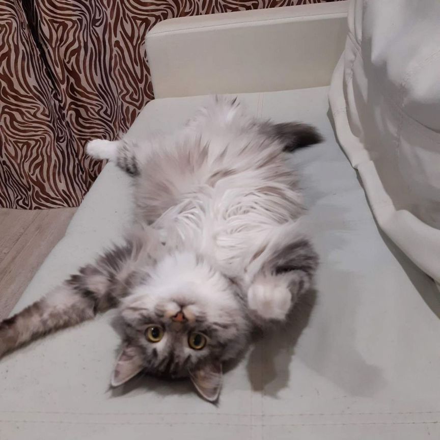 Отдам кота в добрые руки