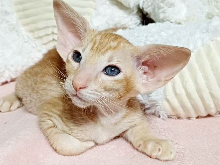 Ориентальная