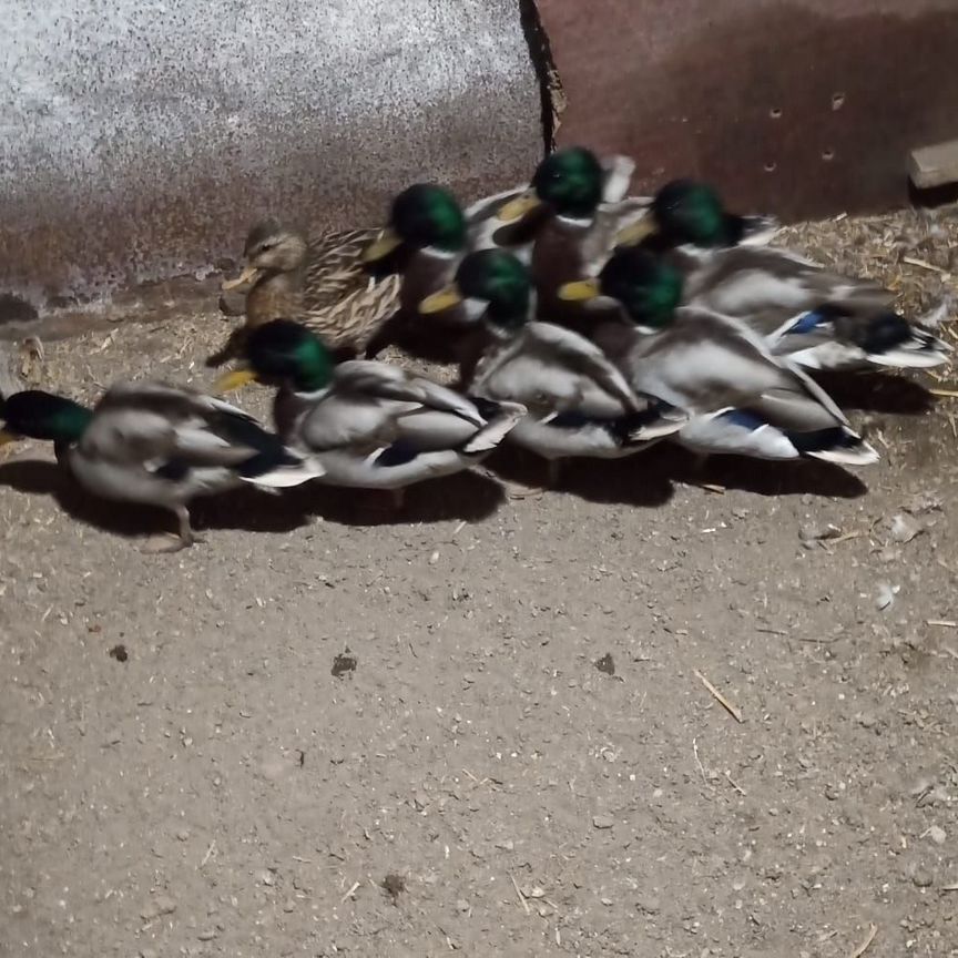 Дикие утята