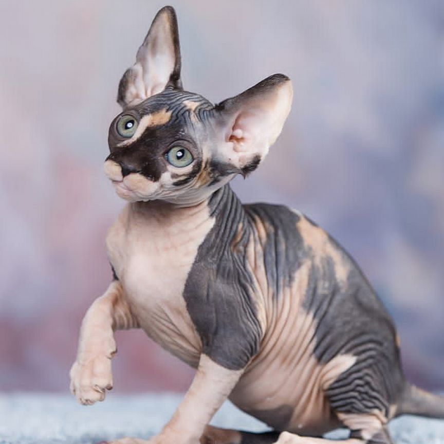 Канадский сфинкс котёнок