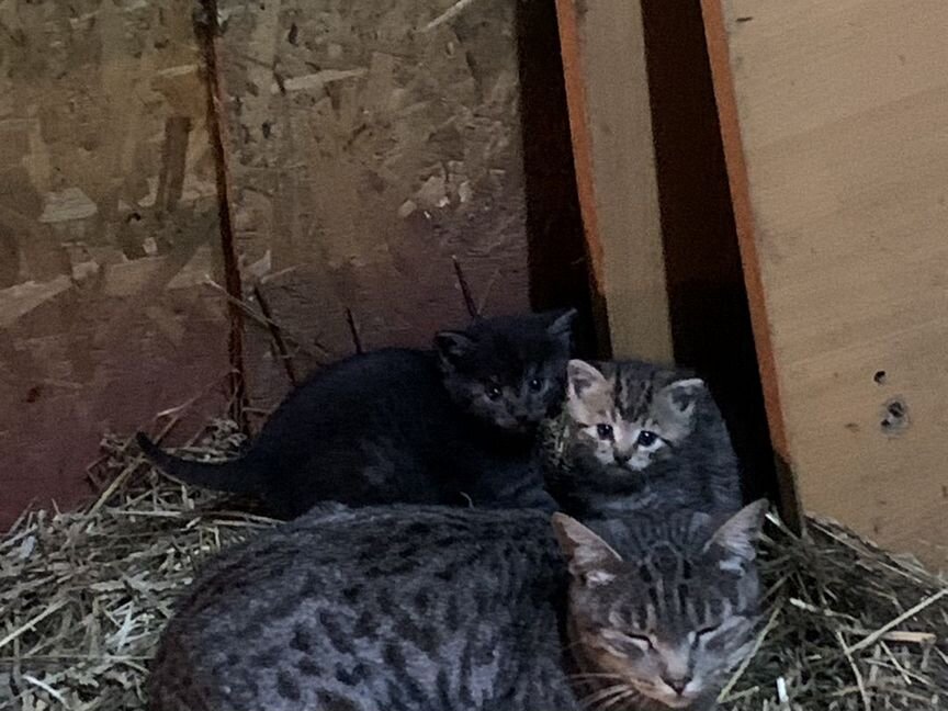 Котята в добрые руки