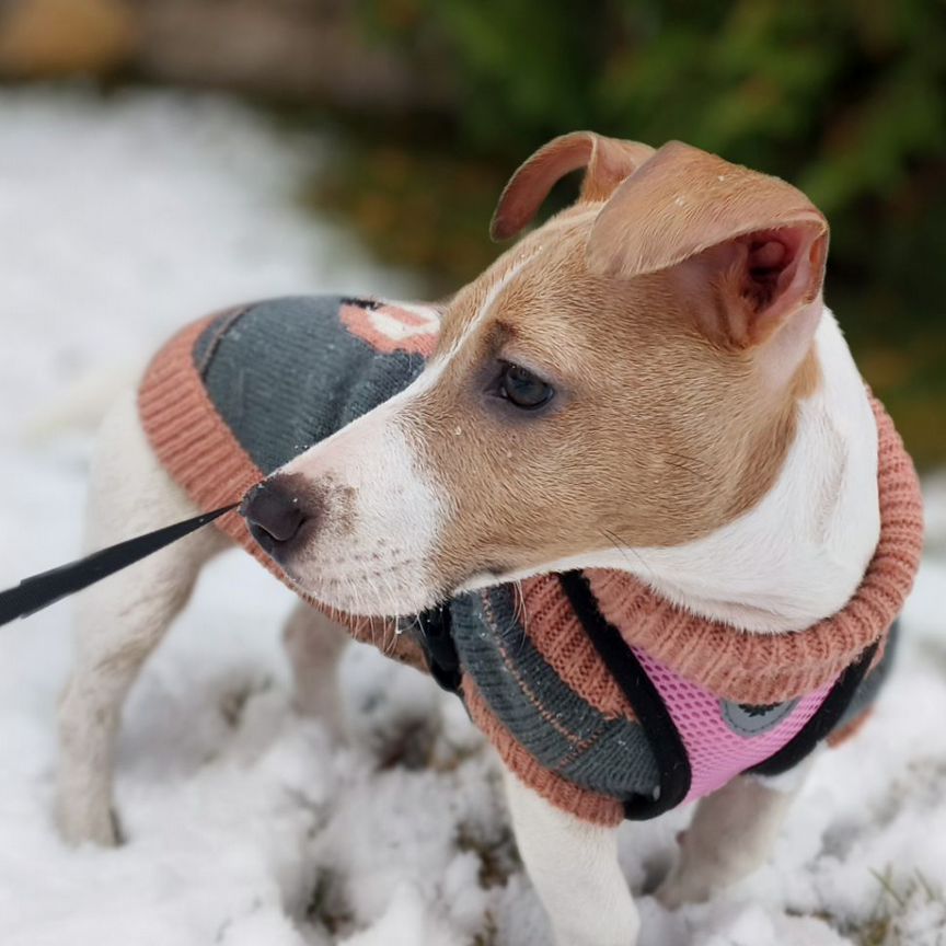 Джек-рассел-терьер, щенок