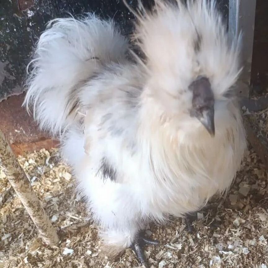 Петушок Китайский шёлковый