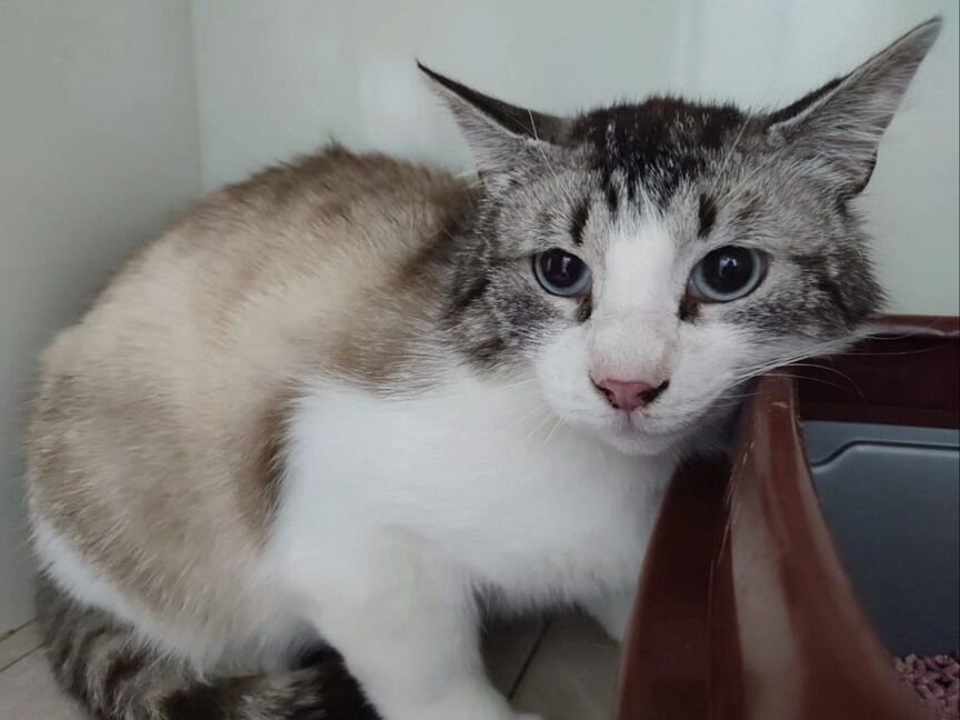 Кот остался один. Нужен дом