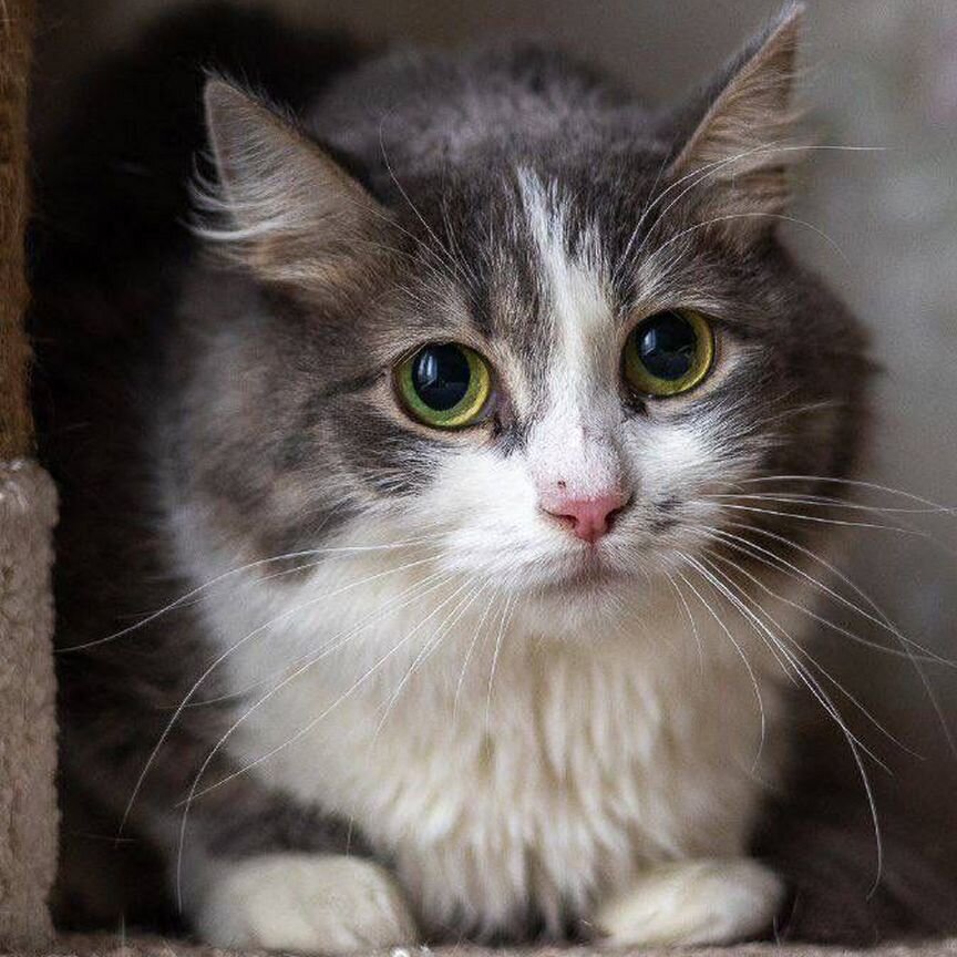 Взрослая кошка в добрые руки