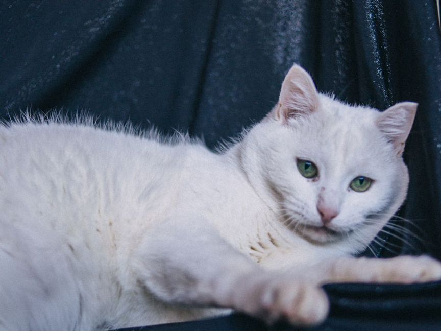 Кот Беляш
