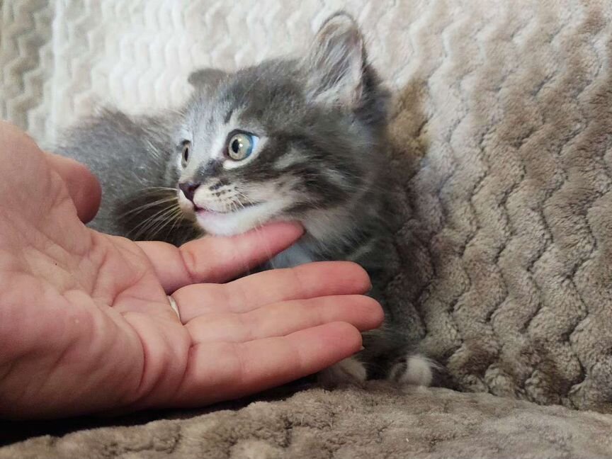 Ешкин кот 1.5 мес котенок