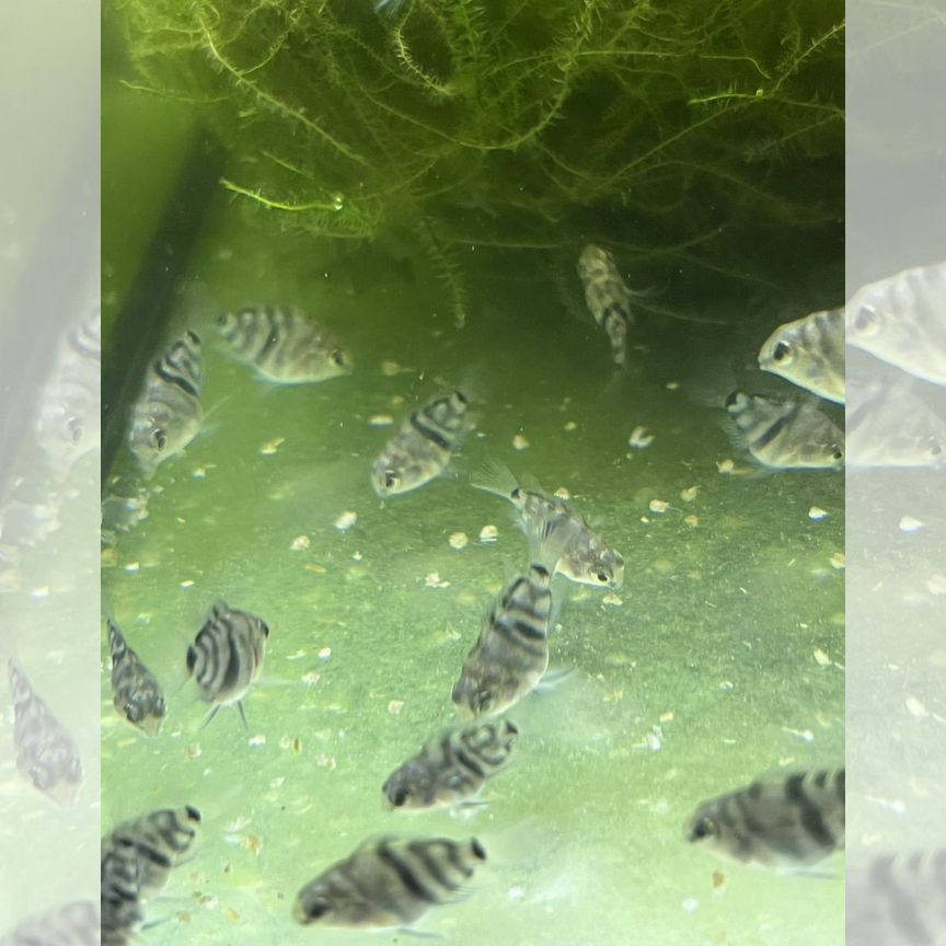 Рыбка сапфировый попугай