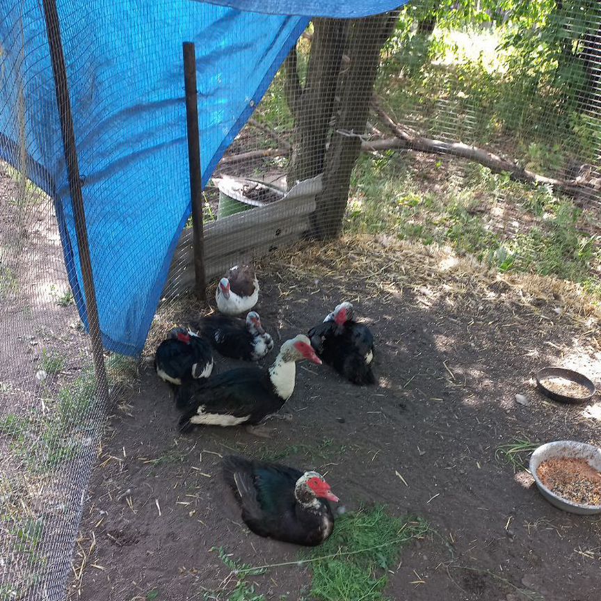 Утки шипуны