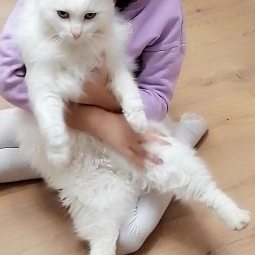 Кошка бесплатно в добрые руки