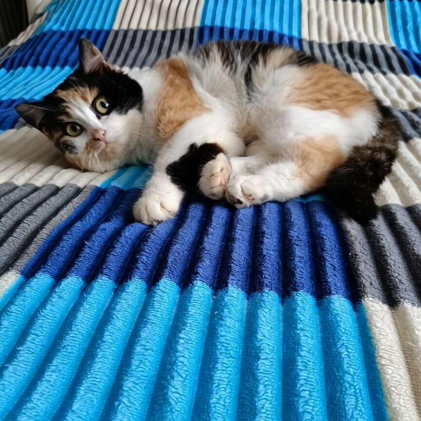 Взрослая, кошка в добрые руки