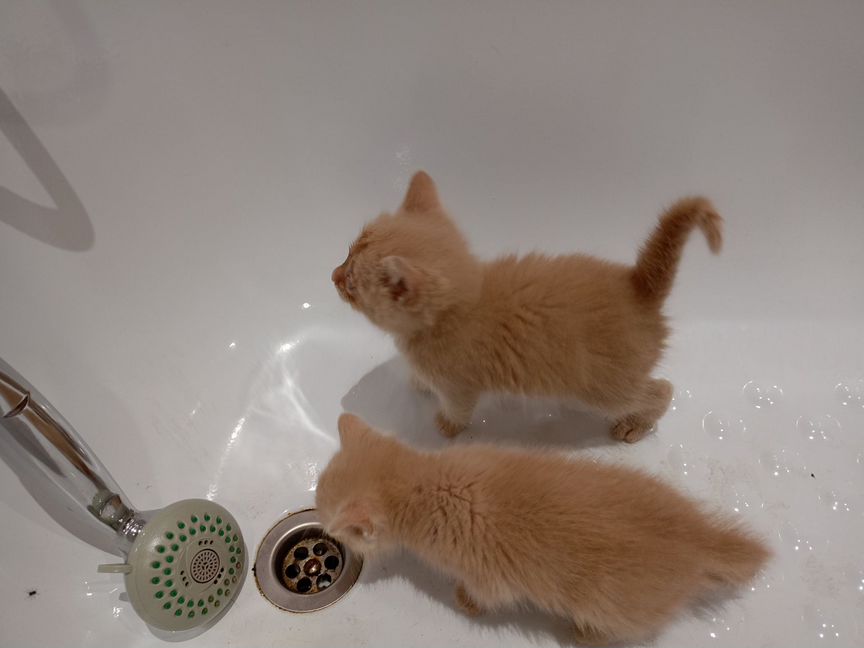 Отдам котяток в добрые ручки