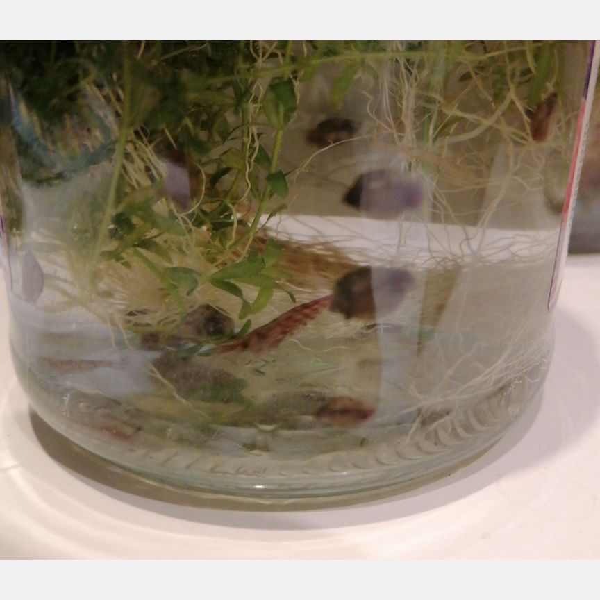 Хемиантус микрантемоидес