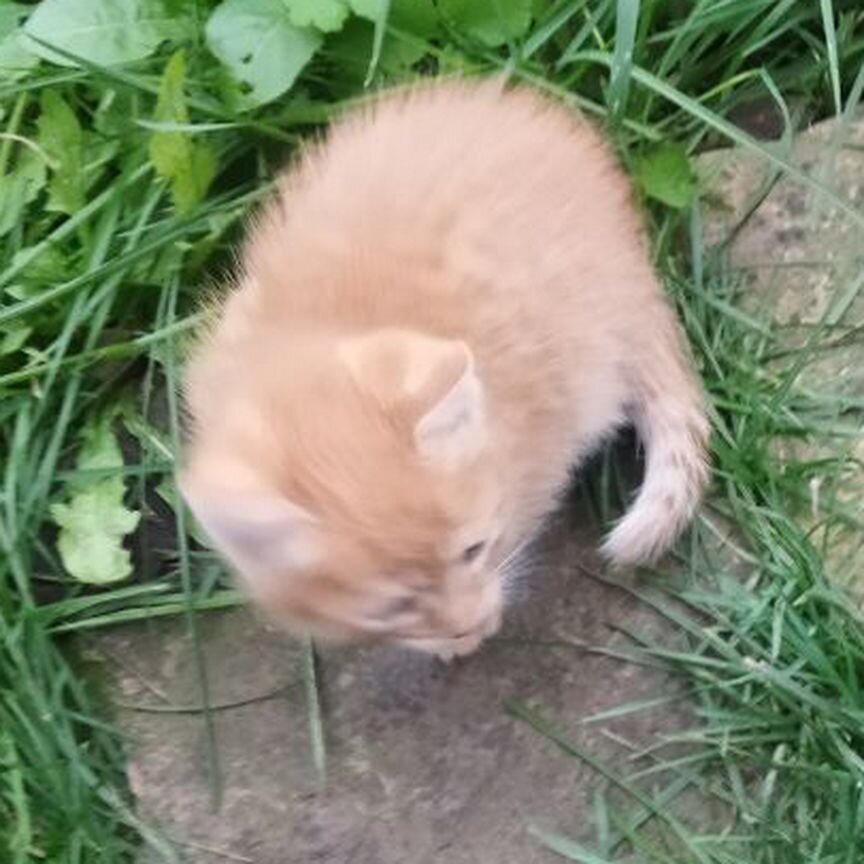 Отдам симпатичных котят в частный дом