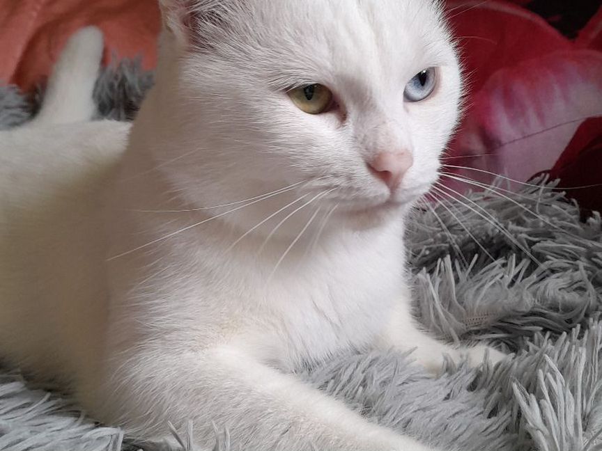 Кот турецкая ангора