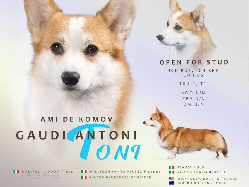 Вязка кобель вельш корги пемброк