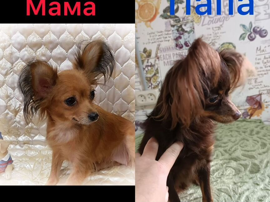 Длинношерстный той девочки