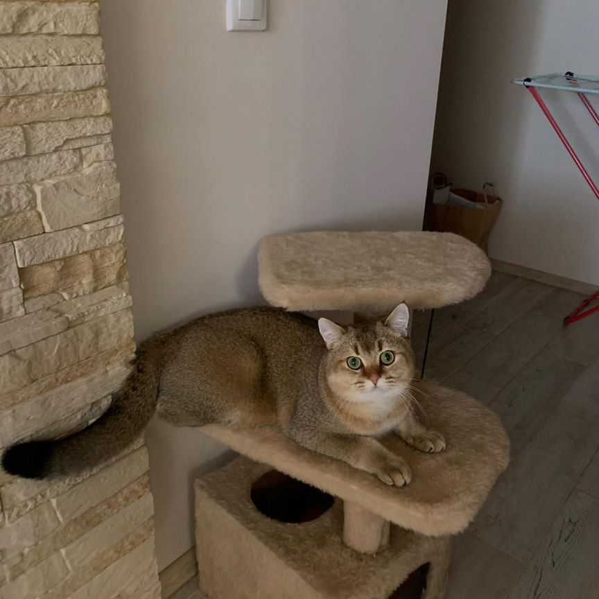 Отдам кота в добрые руки