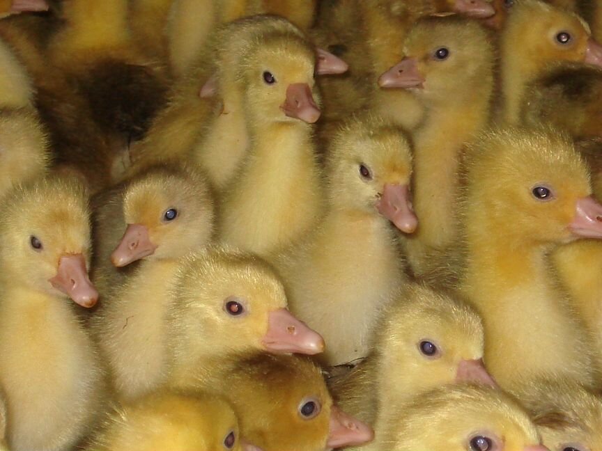 Гусята, муларды