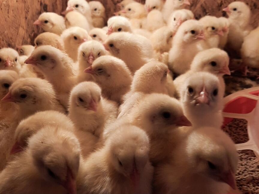 Цыплята бройлеры суточные