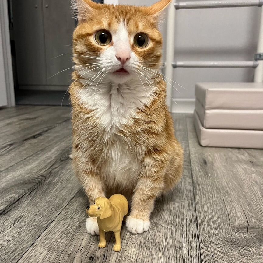 Кошка в самые добрые руки