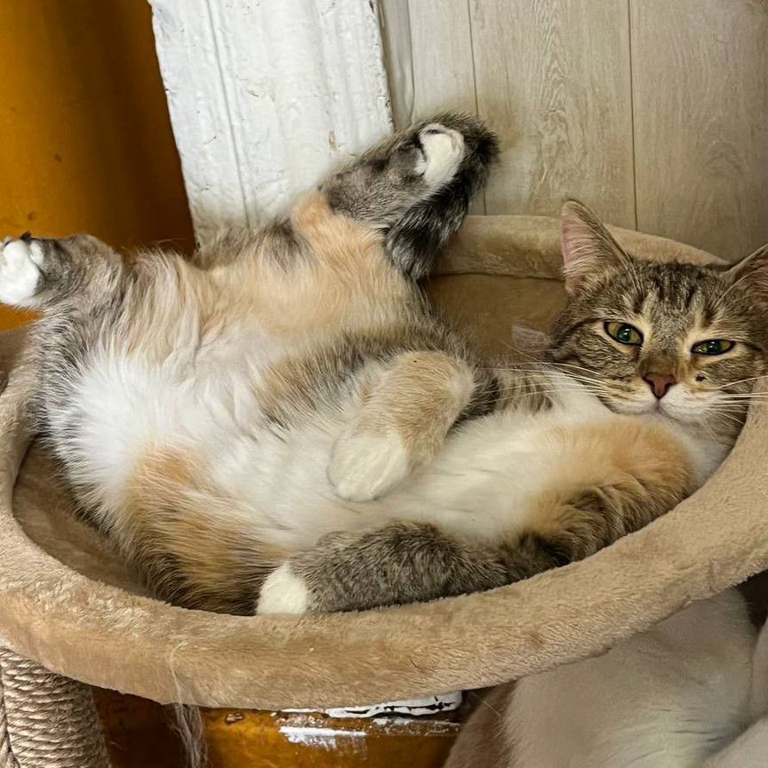 Взрослая, кошка в добрые руки